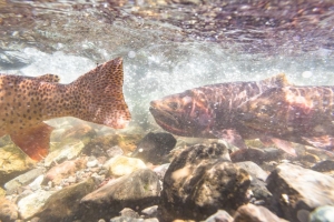 Wildlife Conservation at Yellowstone - Xanterra Travel Collection®