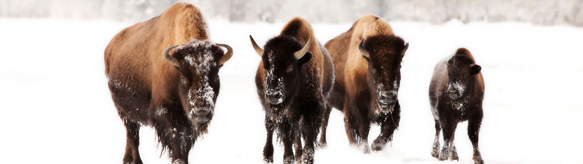 The Life of a Yellowstone Winterkeeper - Xanterra Travel Collection®