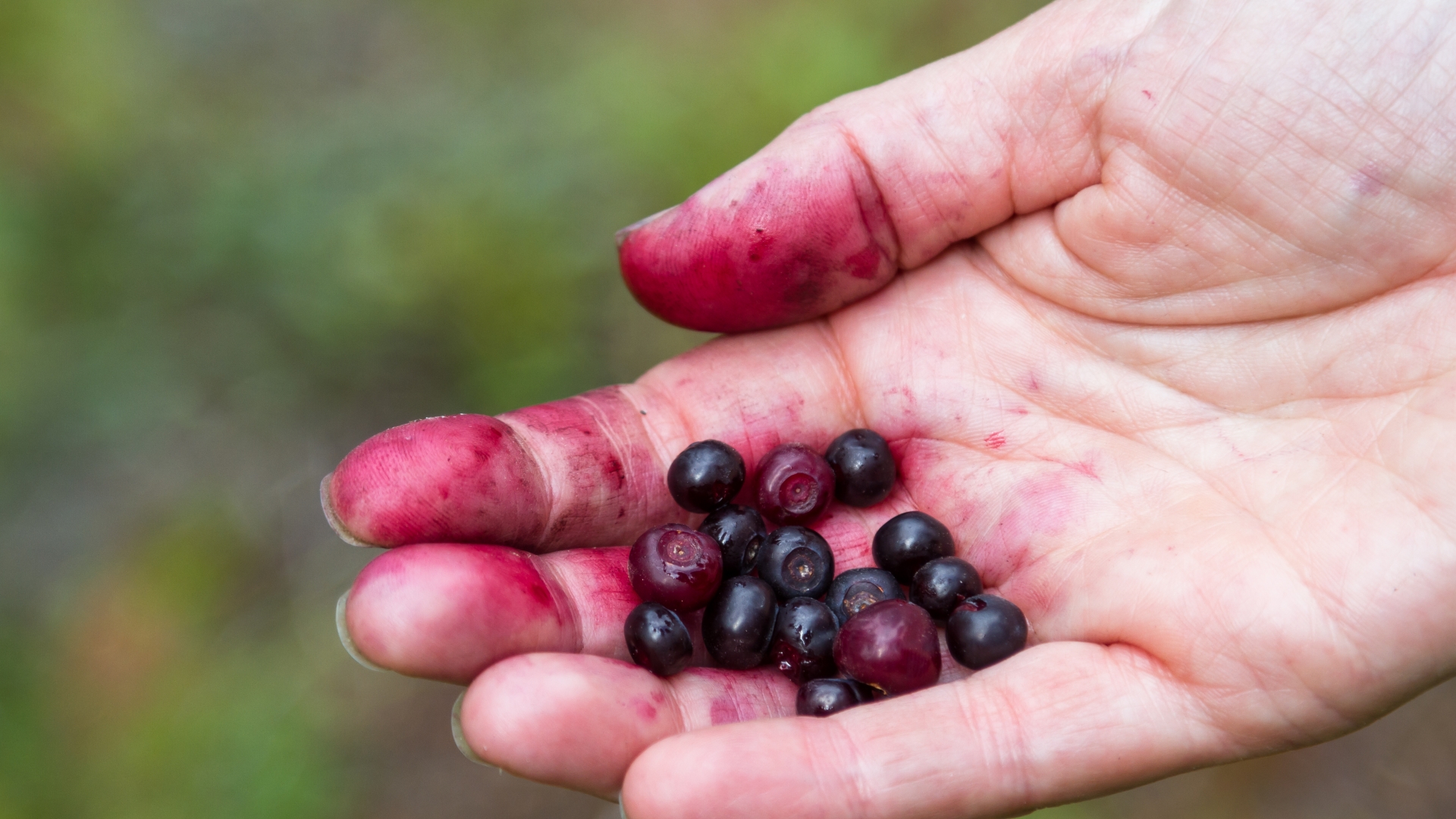 The Wild Huckleberries of Yellowstone - Xanterra Travel Collection
