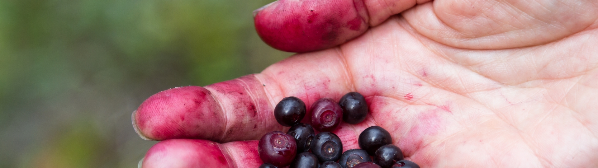 The Wild Huckleberries of Yellowstone - Xanterra Travel Collection®