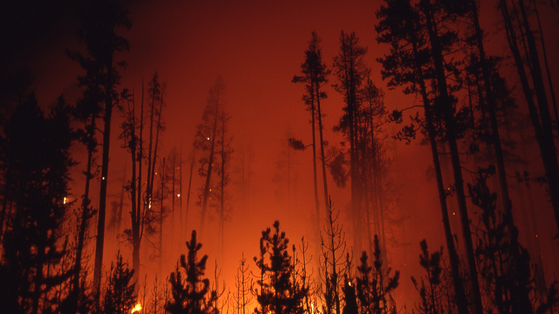 The Value of Fires to Yellowstone National Park - Xanterra Travel ...